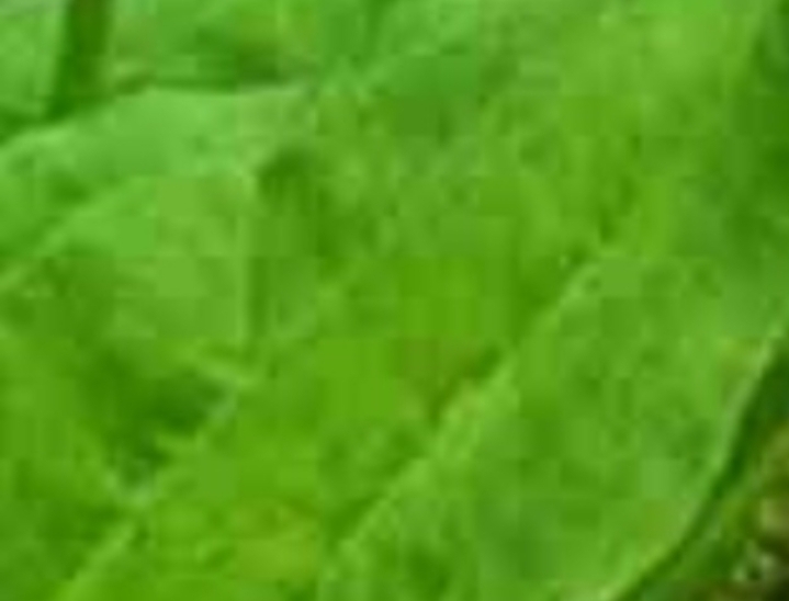 The Incredible Healing Power of Plantago Major (Broadleaf Plantain ...