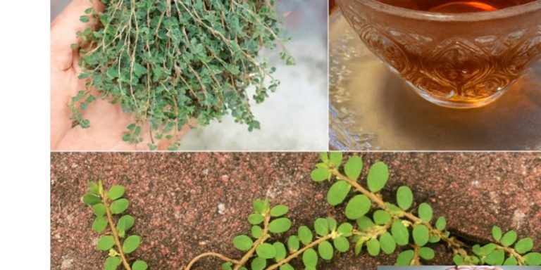 Euphorbia Thymifolia: The Tiny Herb with Mighty Health Benefits You ...